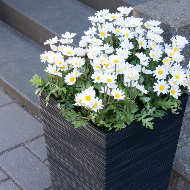 Tekokukka Marketta ruukussa 30cm • Etola